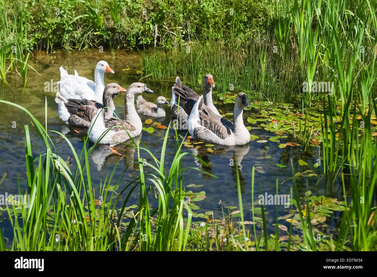 A group of geese swimming in a marshy pond Stock Photo - Alamy