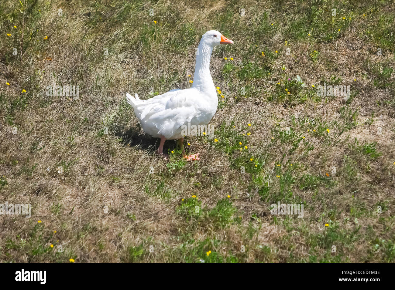 A goose walking on a meadow Stock Photo - Alamy