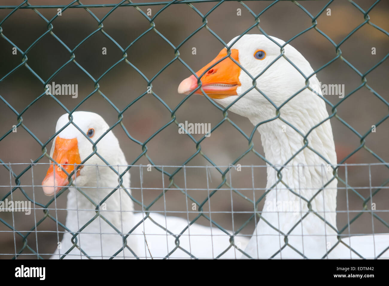 A close up of two white geese with orange beaks in a cage Stock Photo ...