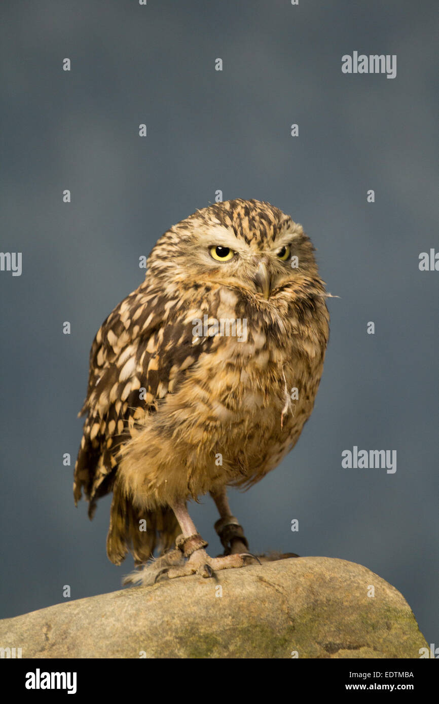 Flying little owl hi-res stock photography and images - Alamy