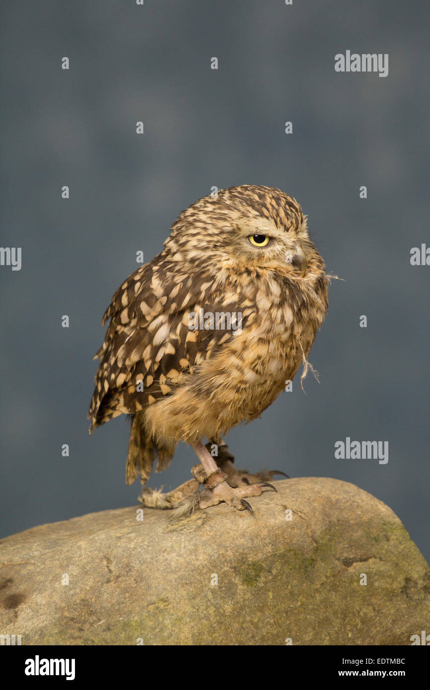 Flying little owl hi-res stock photography and images - Alamy