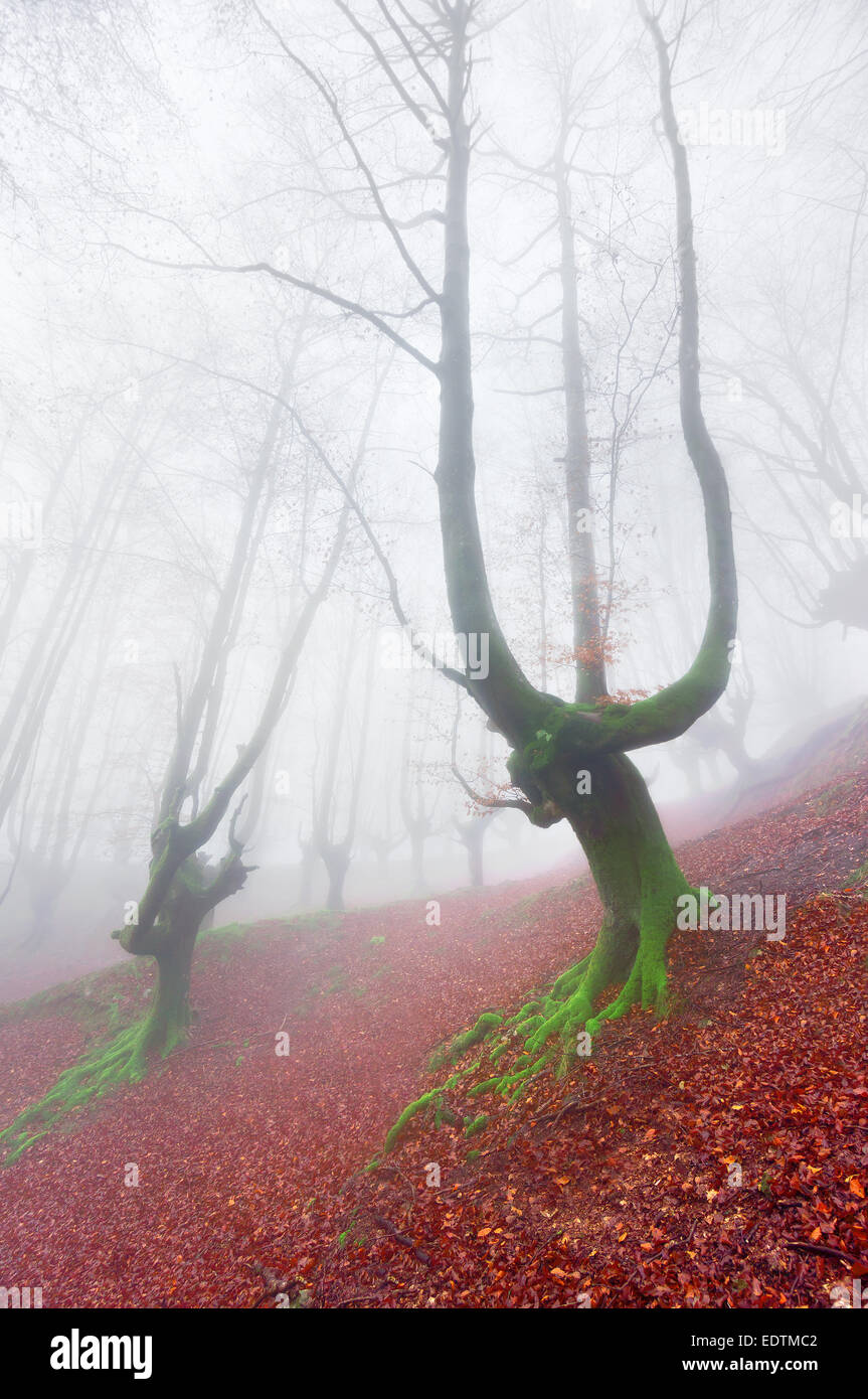 magical forest with creepy trees and fog Stock Photo - Alamy