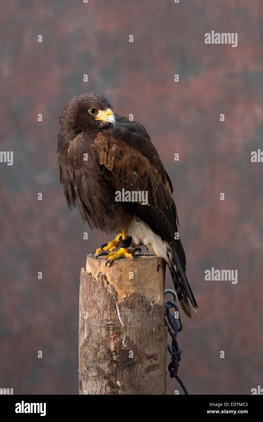 Red winged hawk hi-res stock photography and images - Alamy