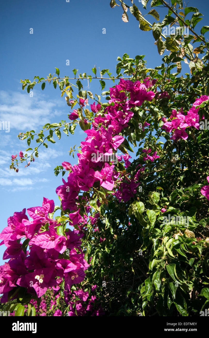 Bugambilias Bougainvilleas pink flowers gran canaria canary isles ...