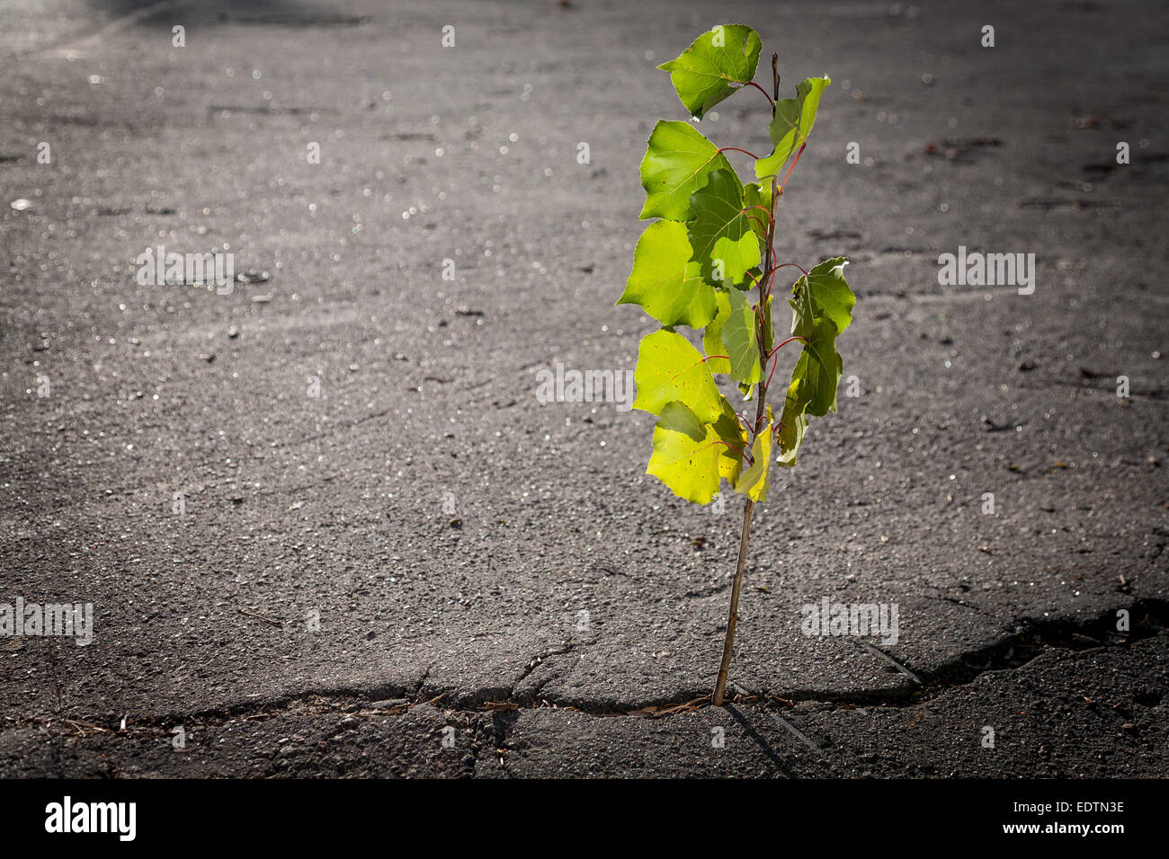 young poplar tree growing through crack in asphalt,survival concept ...