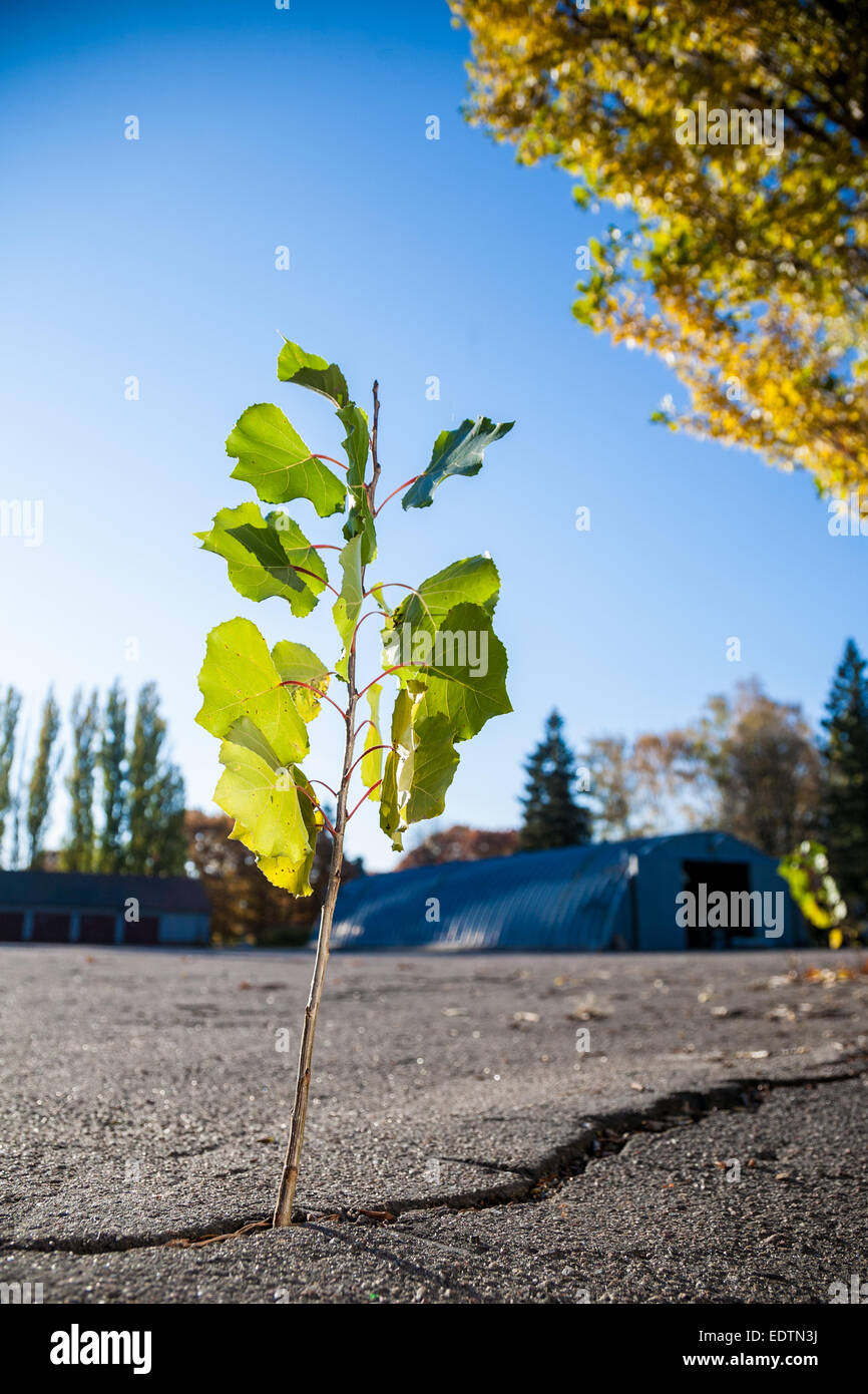 young poplar tree growing through crack in asphalt,survival concept ...