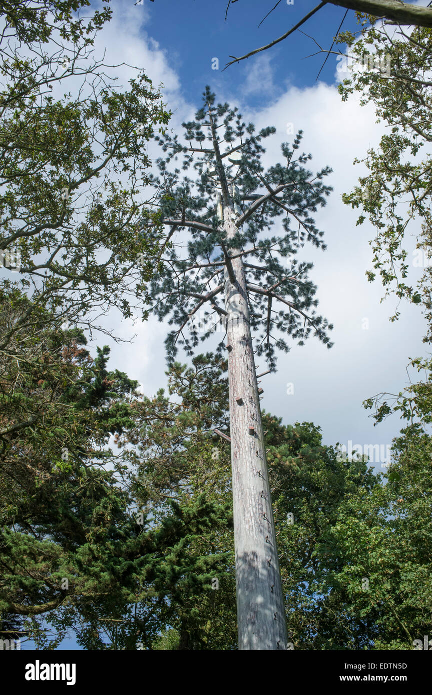 Camouflaged cellphone tower disguised as pine tree Stock Photo - Alamy