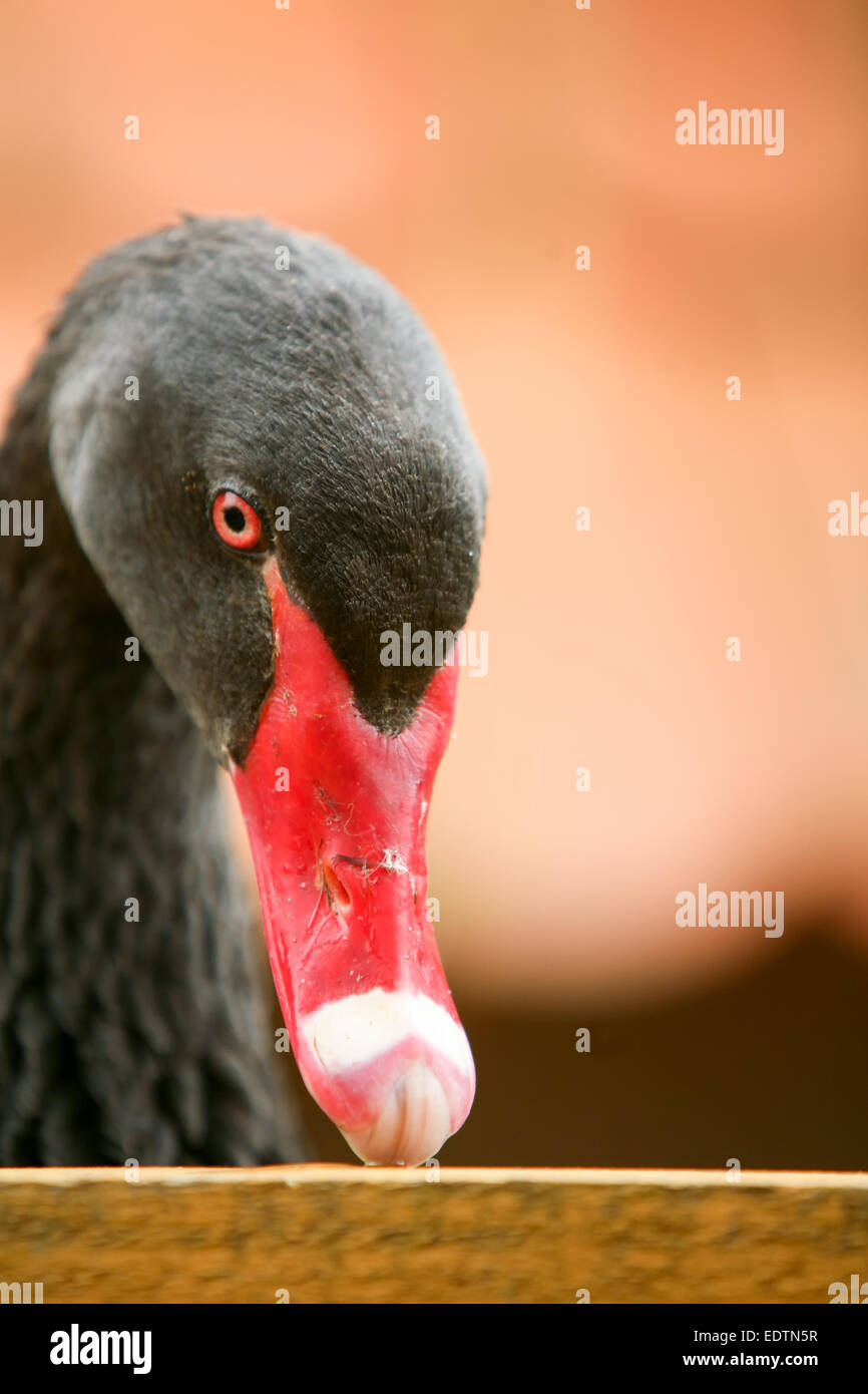 Black Swan Crown Close Up