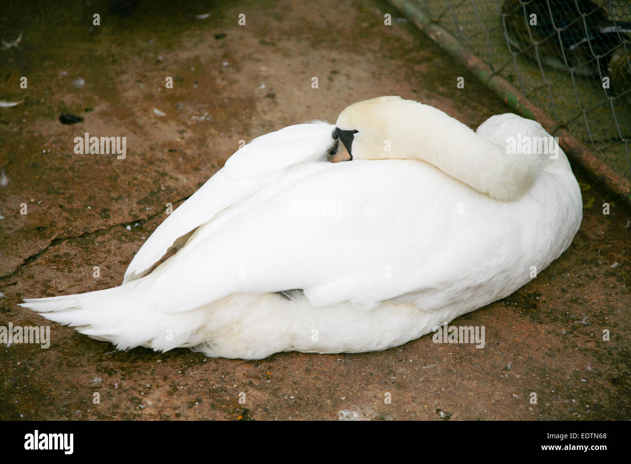 A swan sleeping on the floor in a zoo Stock Photo - Alamy