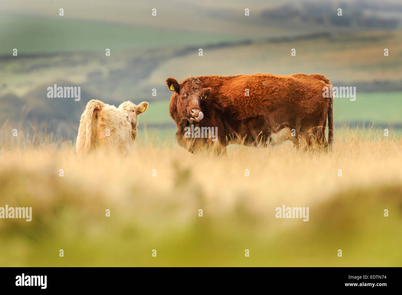 Ruby Red beef cattle roaming in grassy moorland on Exmoor, UK Stock ...