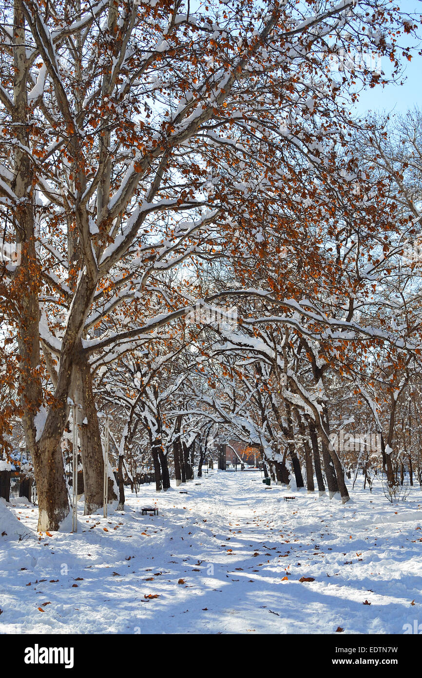Park in winter with snow Stock Photo - Alamy