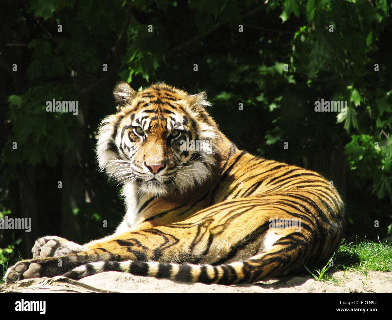 Portrait of a beautiful tiger in the zoo Stock Photo - Alamy