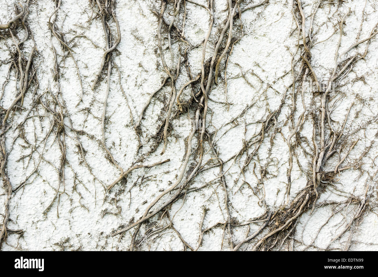 Creeper plant hi-res stock photography and images - Alamy