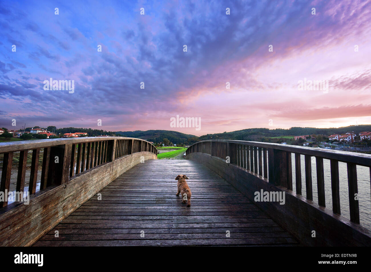 dog in a bridge at sunset Stock Photo - Alamy