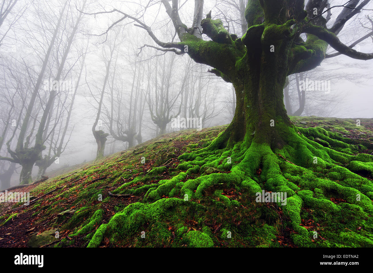 Twisted tree roots hi-res stock photography and images - Alamy