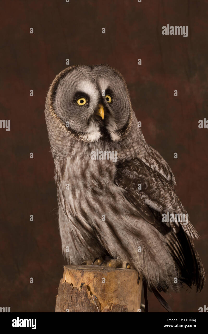 European Great Grey Owl Stock Photo - Alamy
