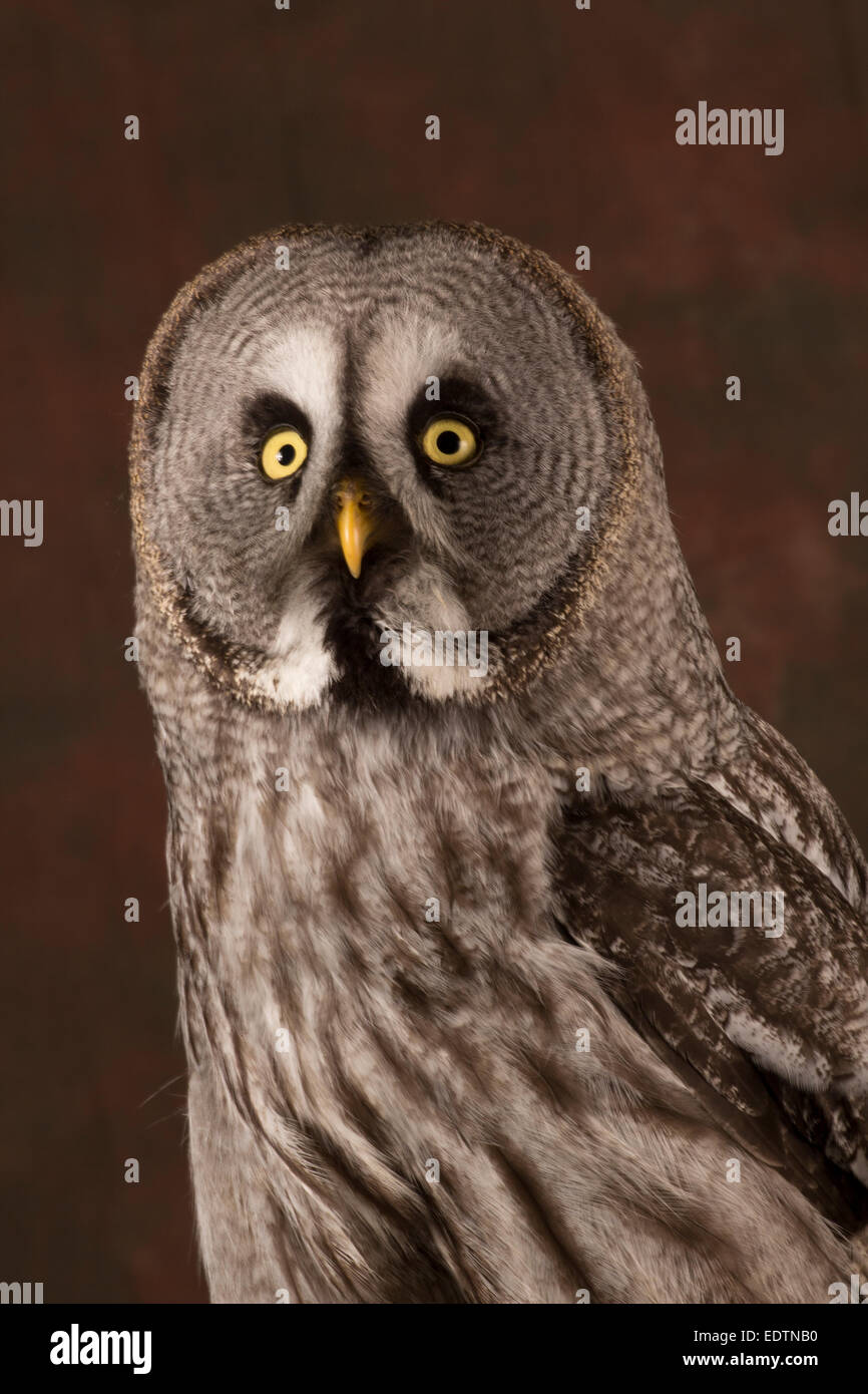 European Great Grey Owl Stock Photo - Alamy