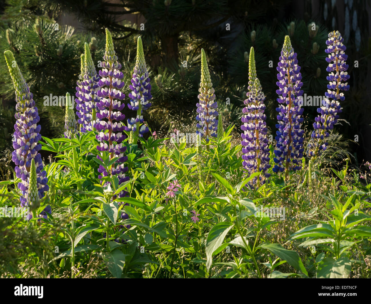 Lupins border hi-res stock photography and images - Alamy