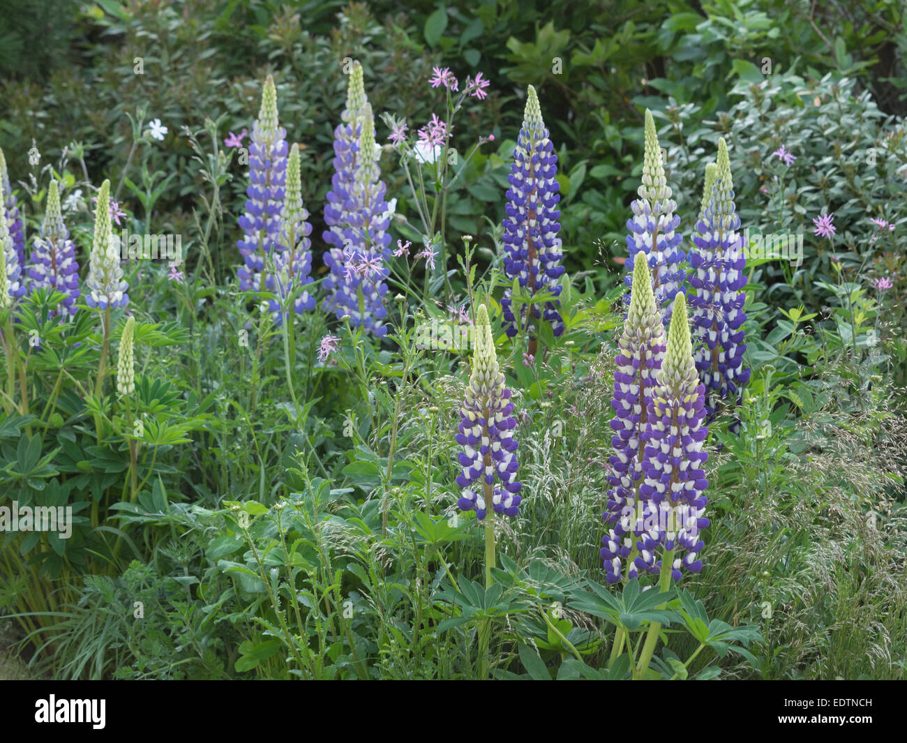 Lupins border hi-res stock photography and images - Alamy