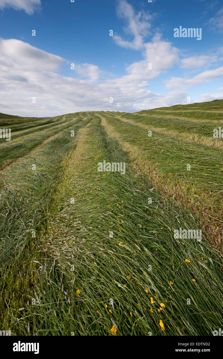 Mowed crop hi-res stock photography and images - Alamy