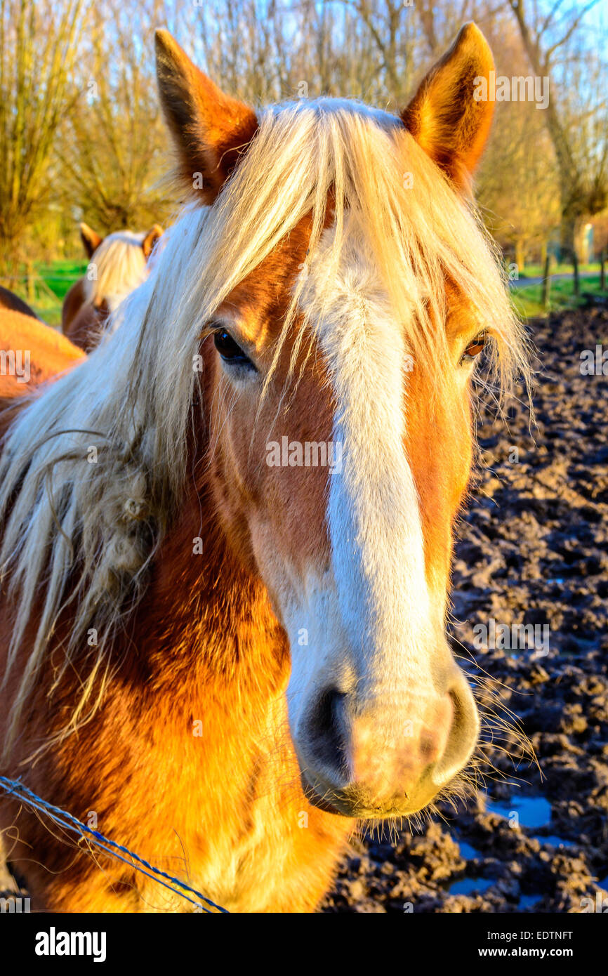 Portrait of Haflinger Horse in the sun Stock Photo - Alamy