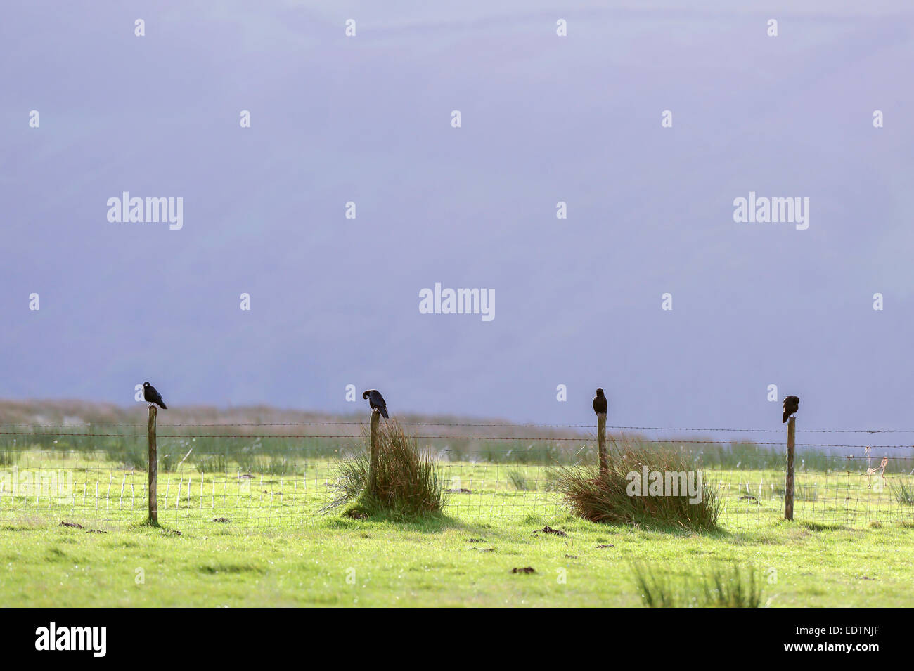 Crows pasture hi-res stock photography and images - Alamy