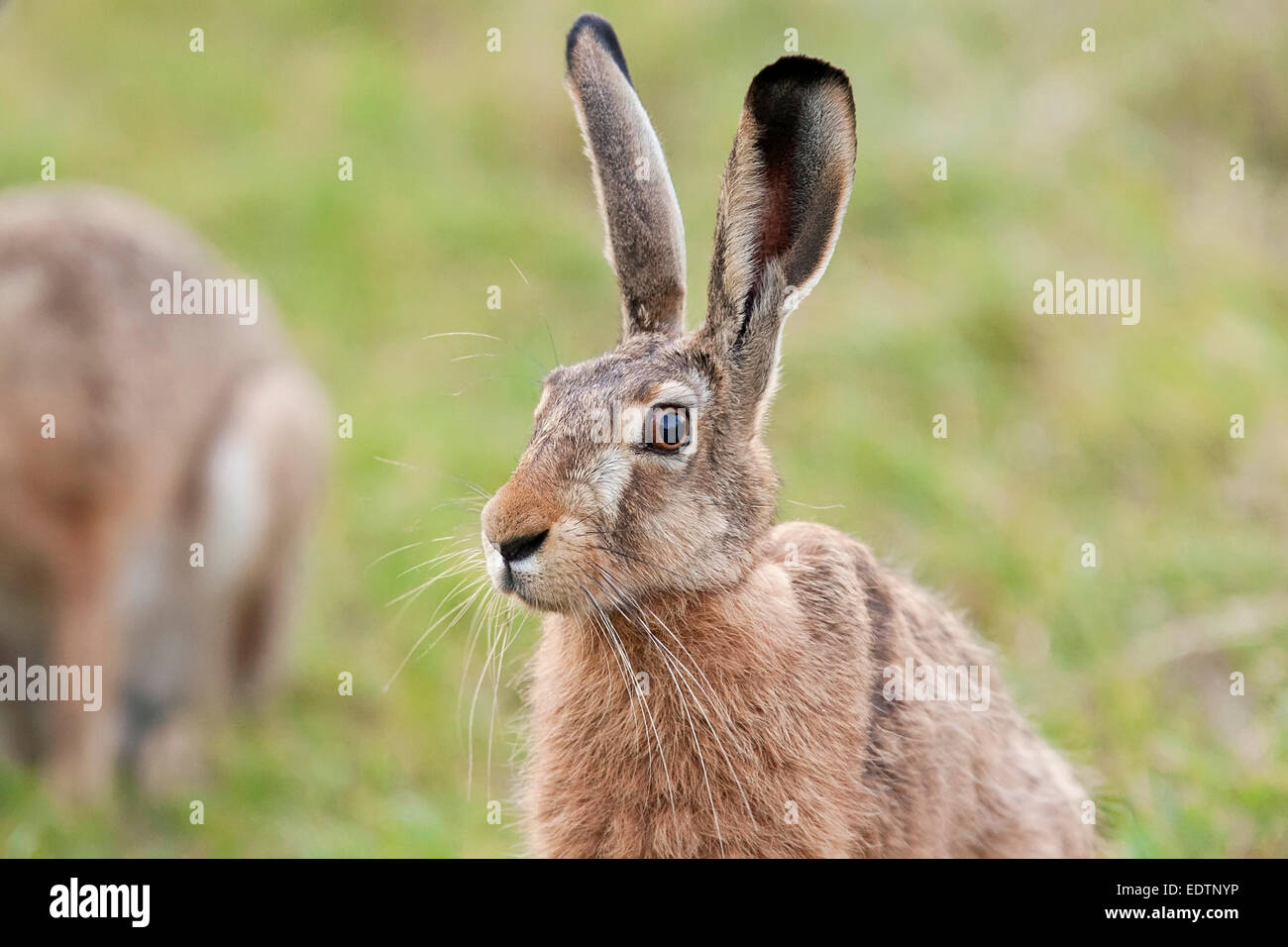 Hare in the grass, in the wild Stock Photo - Alamy
