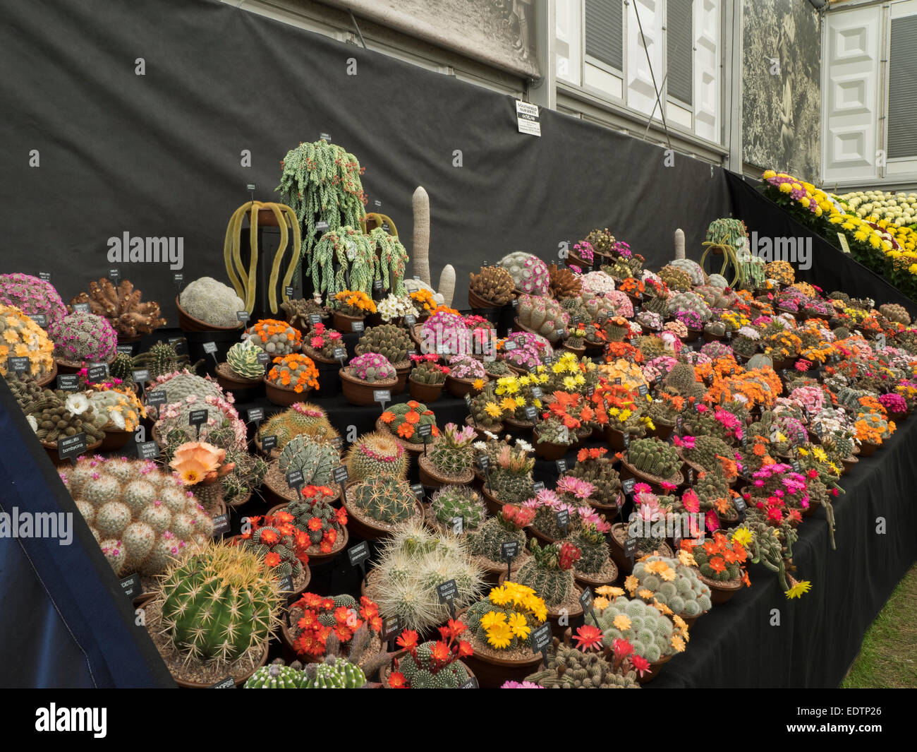Gold medal cactus hi-res stock photography and images - Alamy