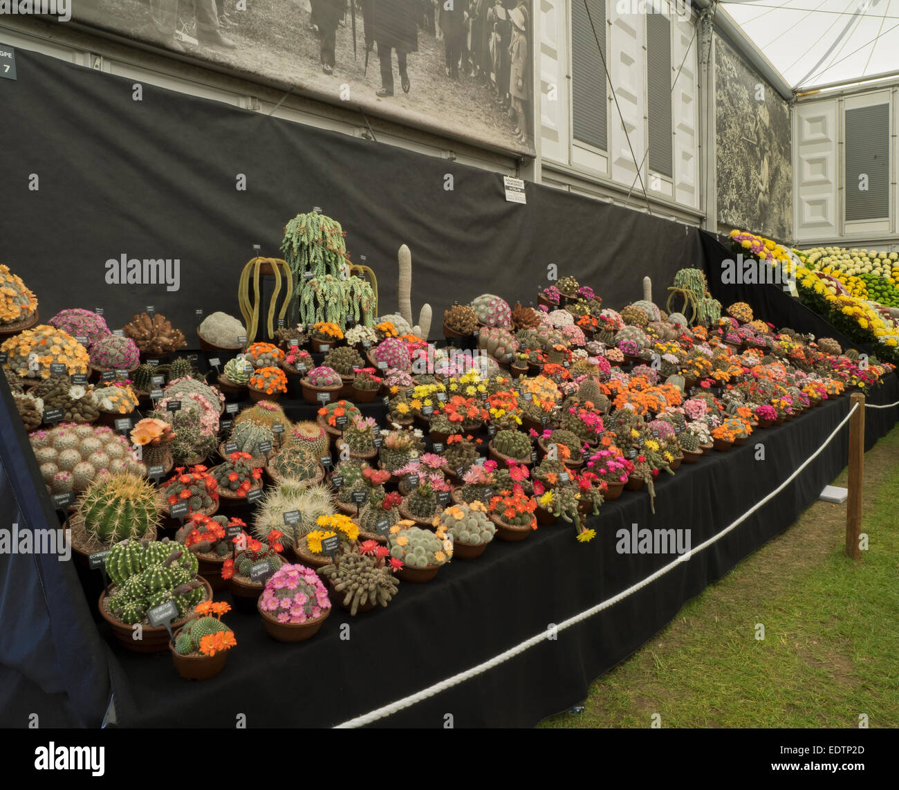 Gold medal cactus hi-res stock photography and images - Alamy