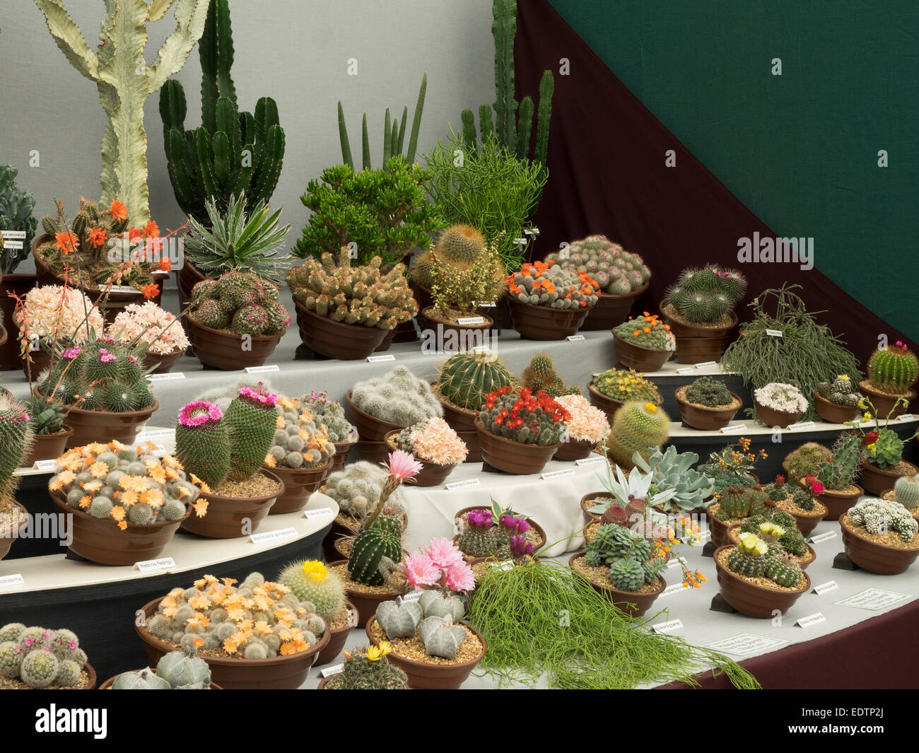 Cacti Display Cactus High Resolution Stock Photography and Images - Alamy