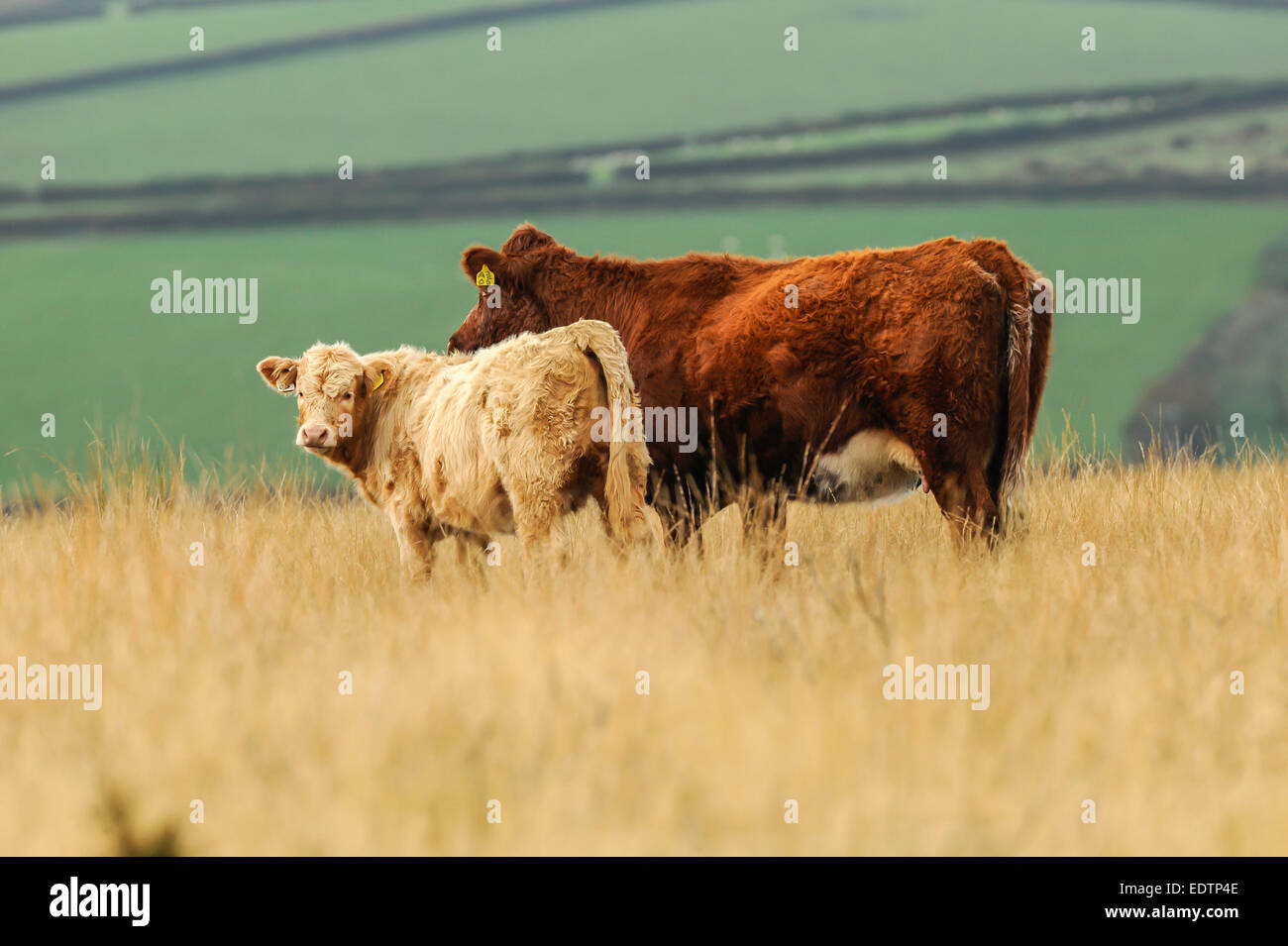 Ruby Red beef cattle roaming in grassy moorland on Exmoor, UK Stock ...