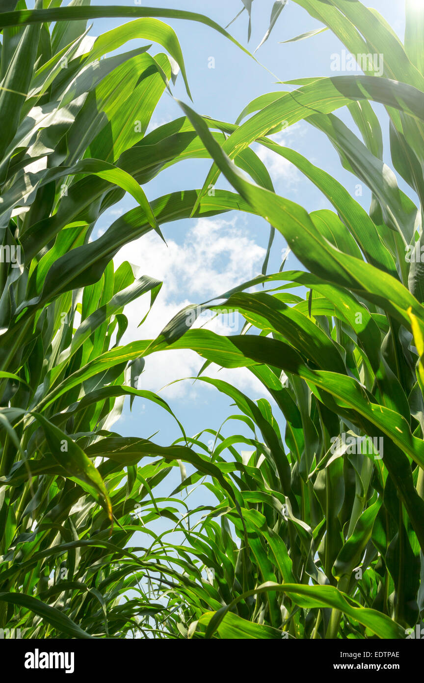 Corn agricultural farming environment hi-res stock photography and ...