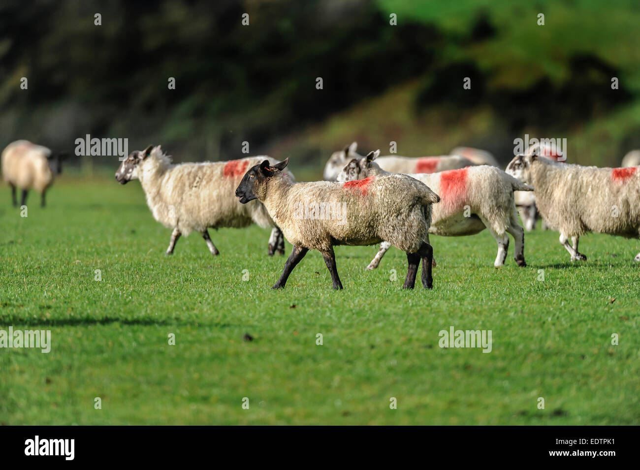 Sheep grazing in a field on Exmoor, Somerset. UK Stock Photo - Alamy