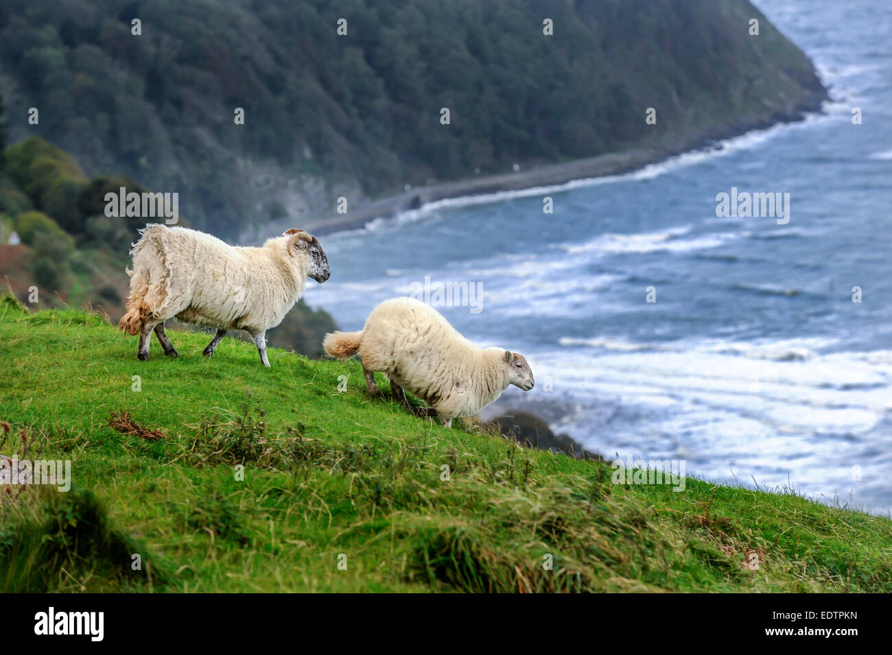 Sheer and sheep hi-res stock photography and images - Alamy