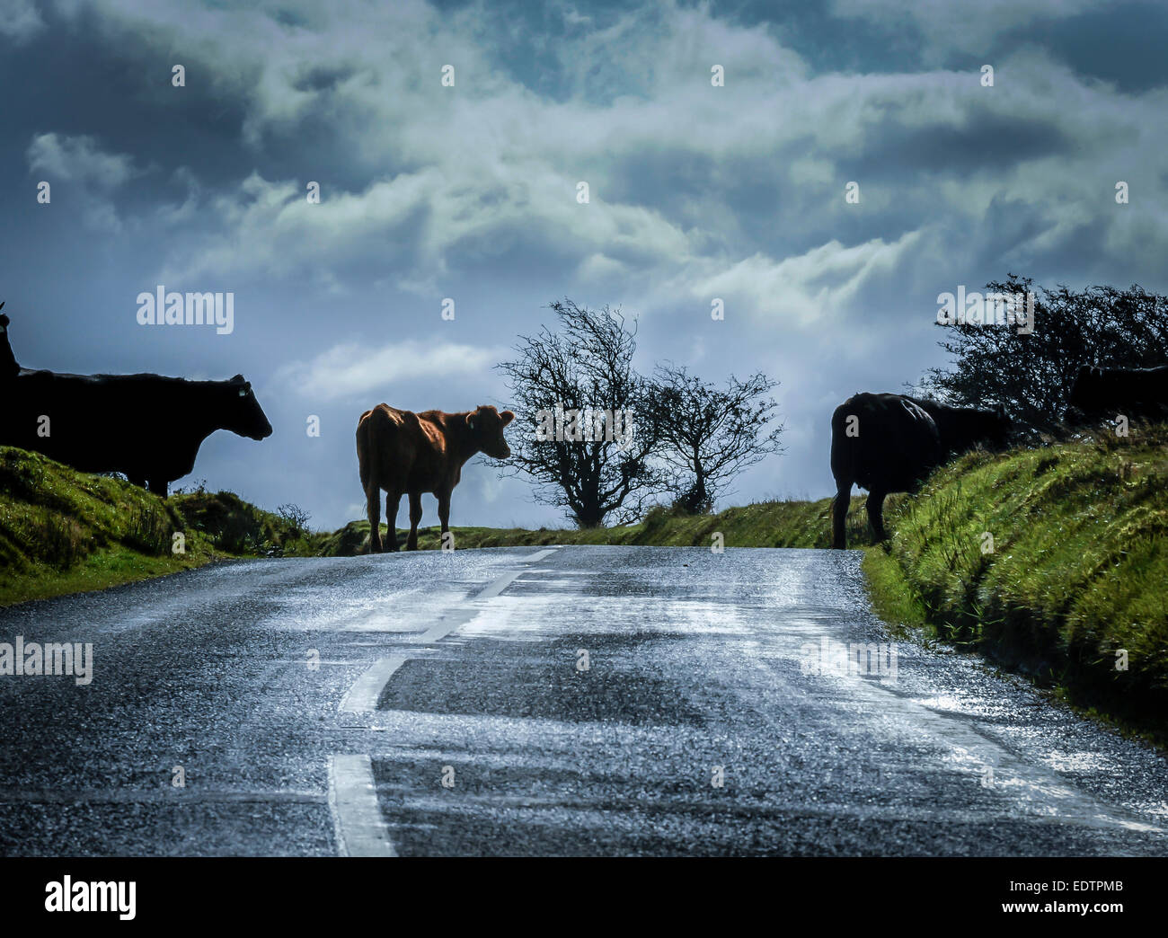 Cattle crossing a road on Exmoor with dramatic sky, Somerset, UK image ...