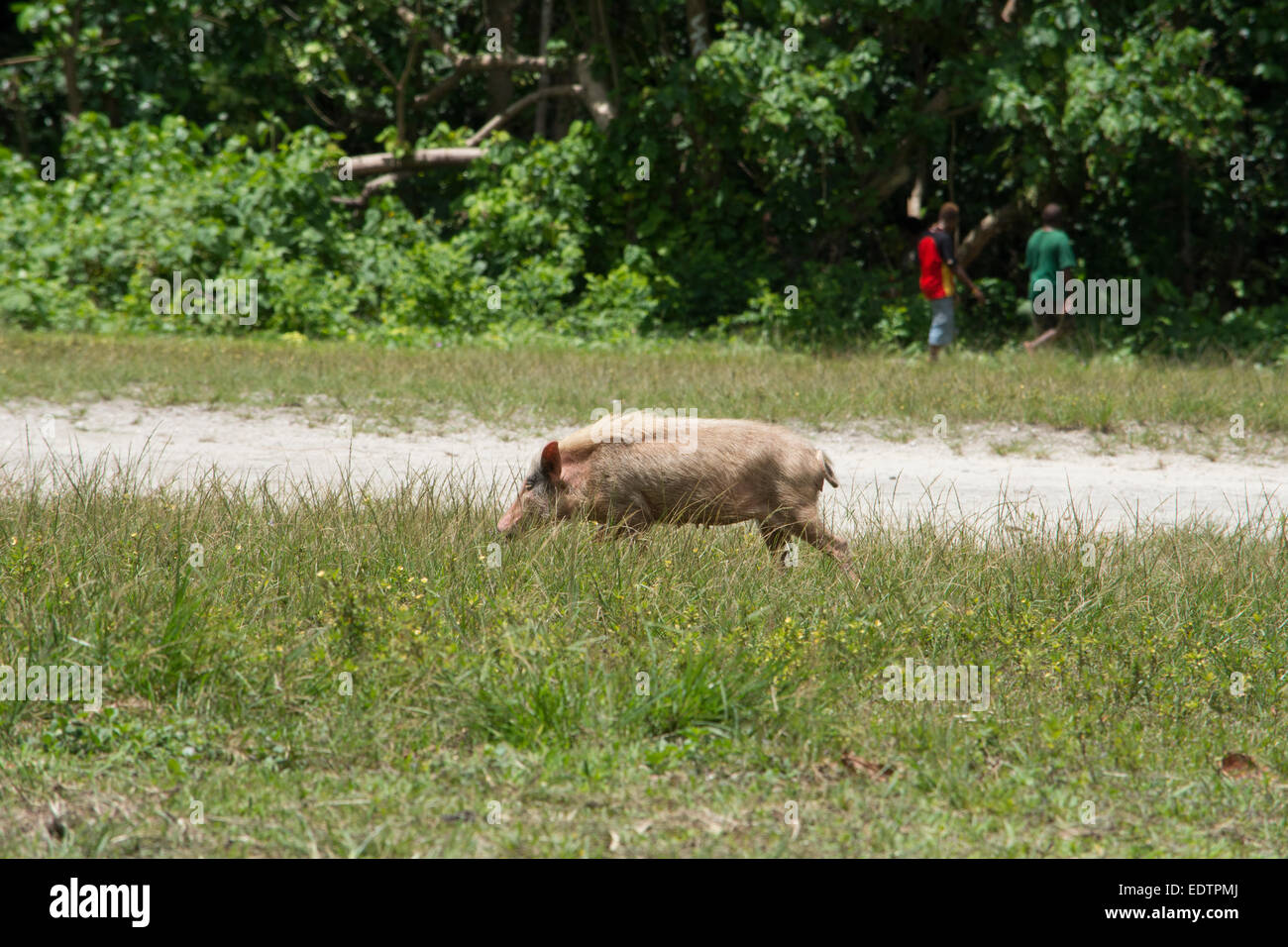 Melanesia, Makira-Ulawa Province, Solomon Islands, island of Owaraha or ...