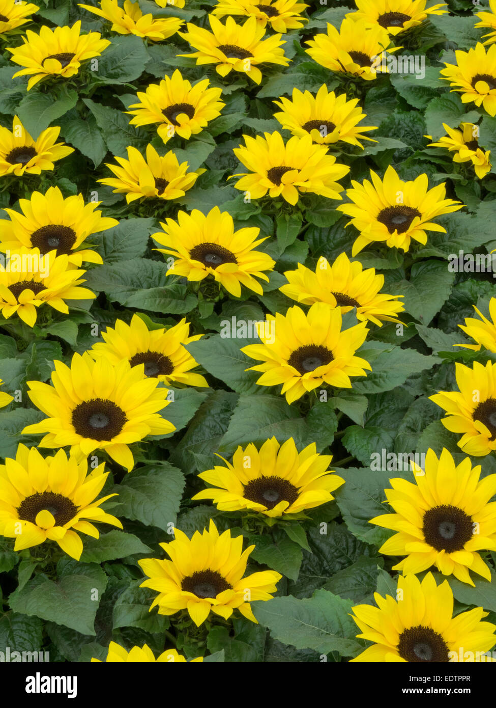 At the rhs chelsea flower show the sun hi-res stock photography and ...