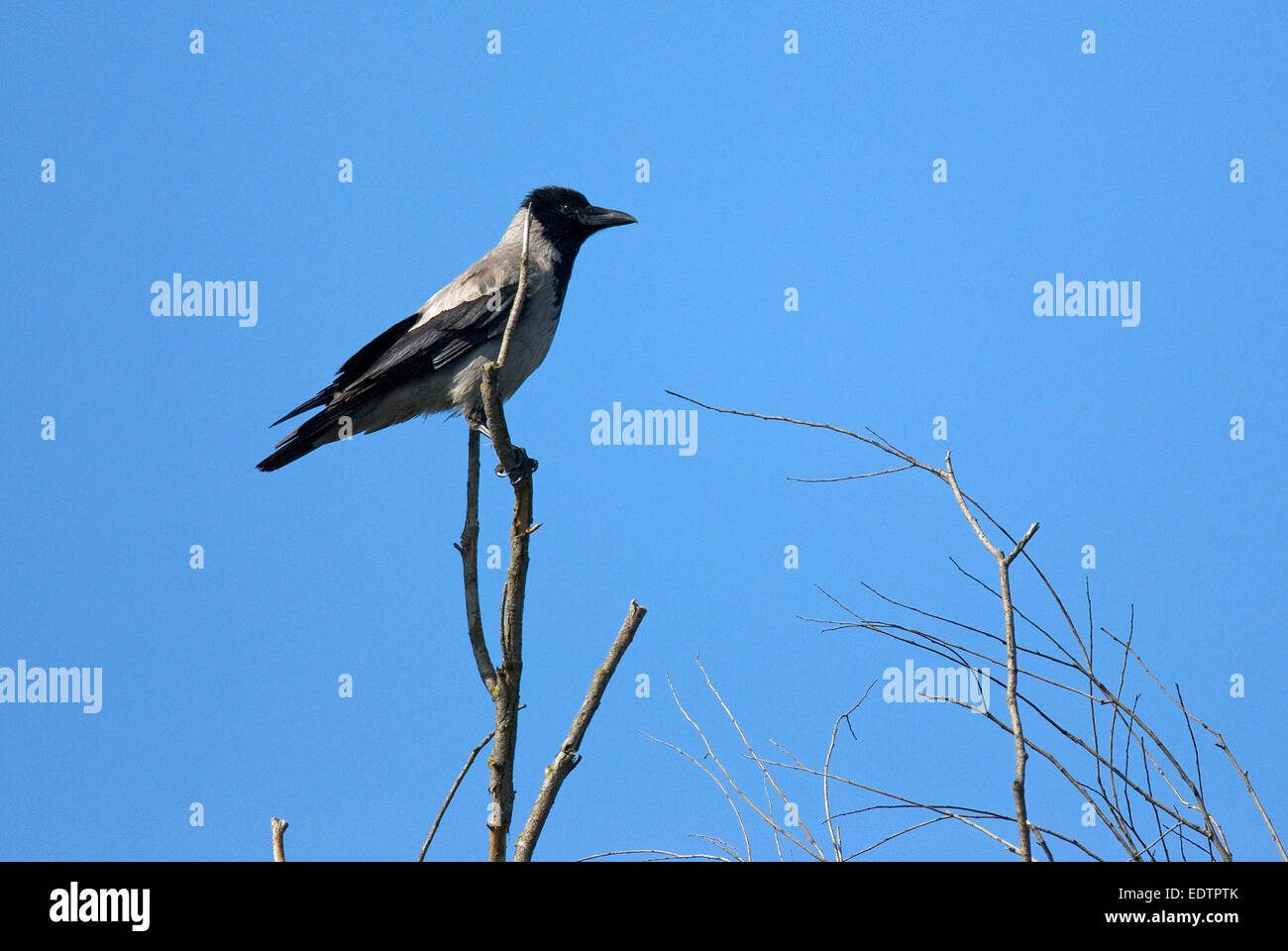 Hooded crow (Corvus corone cornix), Danube delta, Romania, Europa Stock ...