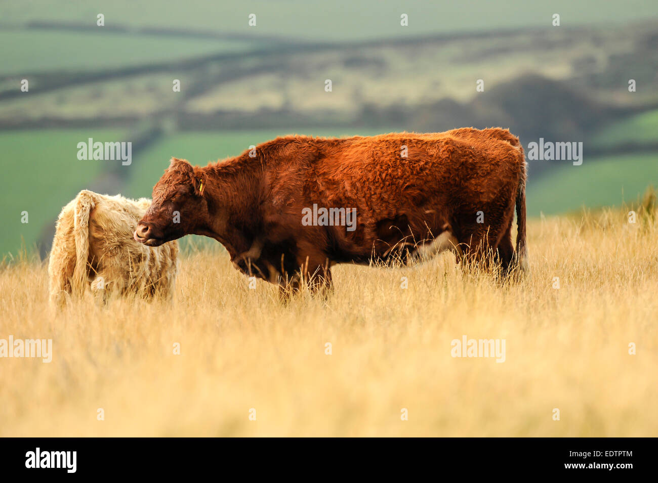 Ruby Red beef cattle roaming in grassy moorland on Exmoor, UK Stock ...