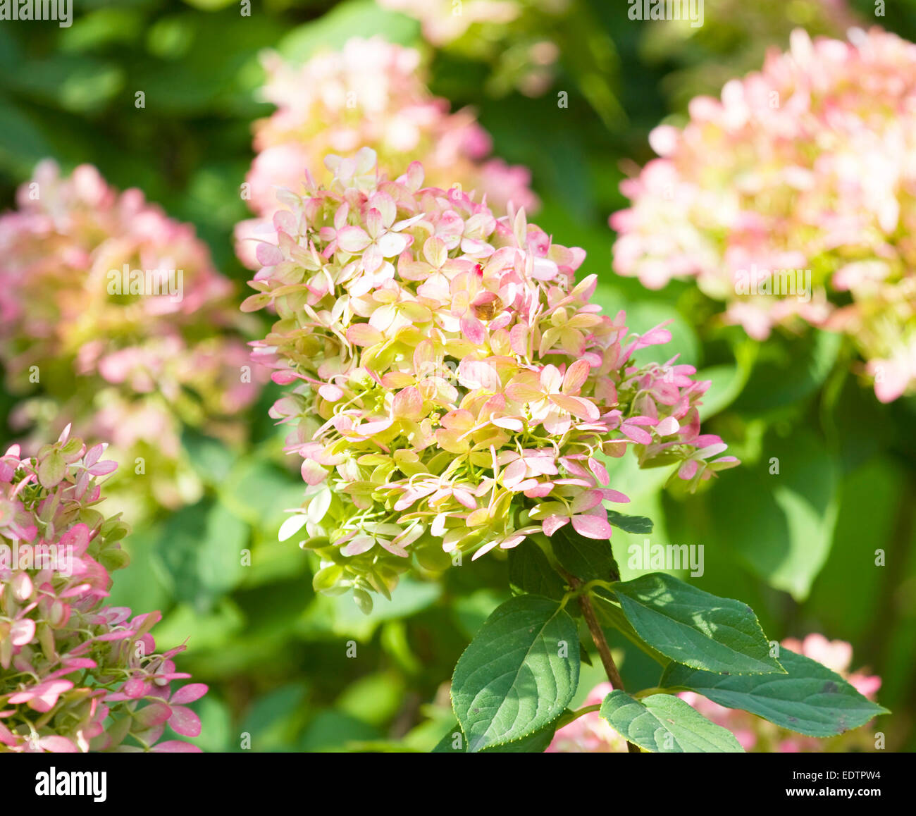 Branches of hydrangea with pink flowers on shrub on natural green ...