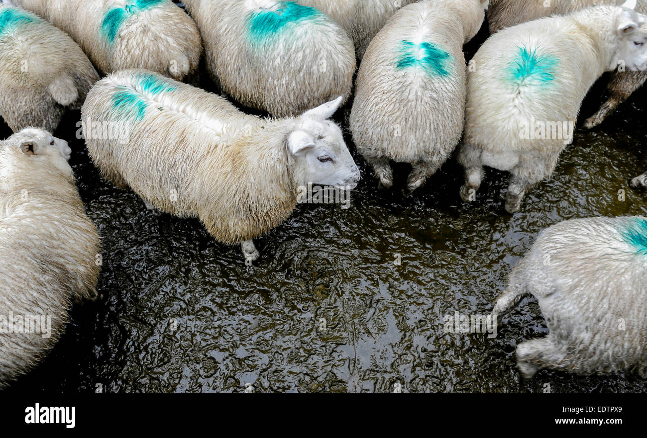 Branded sheep hi-res stock photography and images - Alamy