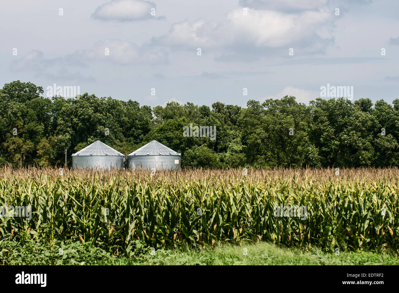 Farm storage bins at the edge of a corn field Stock Photo - Alamy