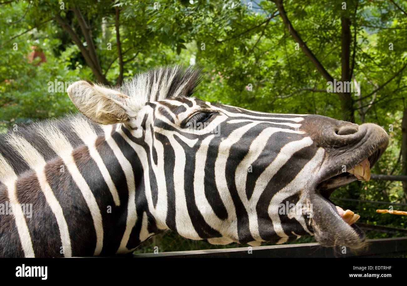 Feeding of zebra, head with open mouth taking food Stock Photo - Alamy
