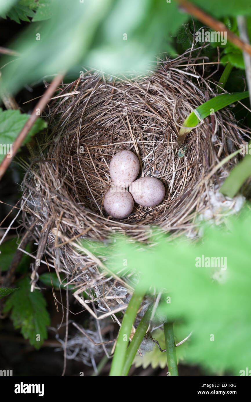 Warbler nest hi-res stock photography and images - Alamy