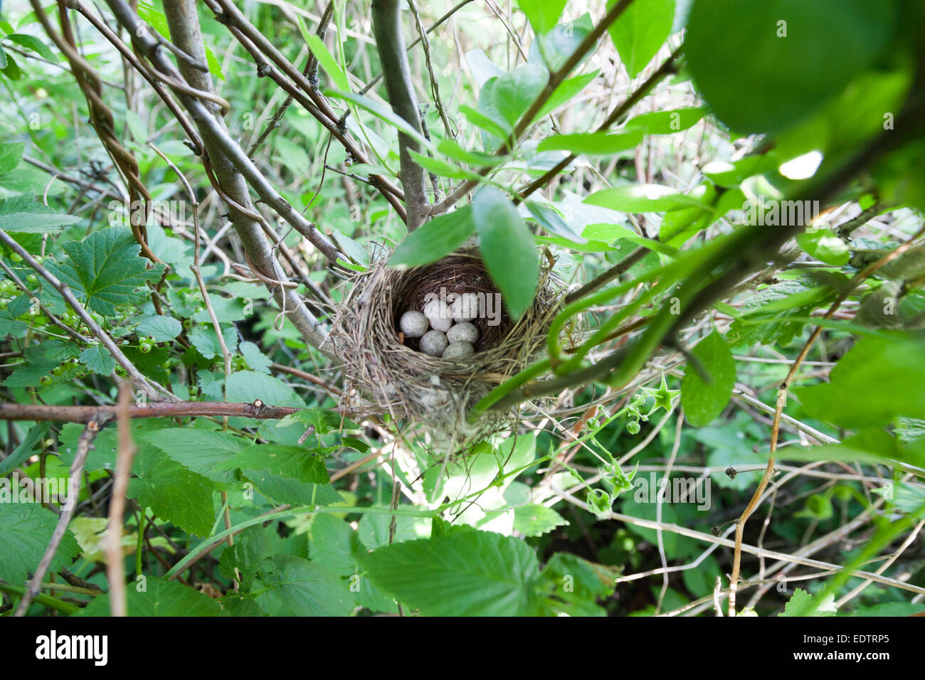 Warbler nest hi-res stock photography and images - Alamy
