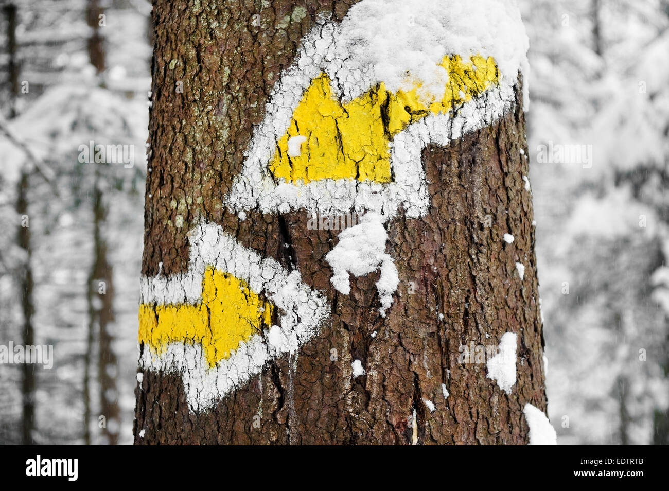 Yellow arrows marking a hiking trail on a tree in winter time Stock ...