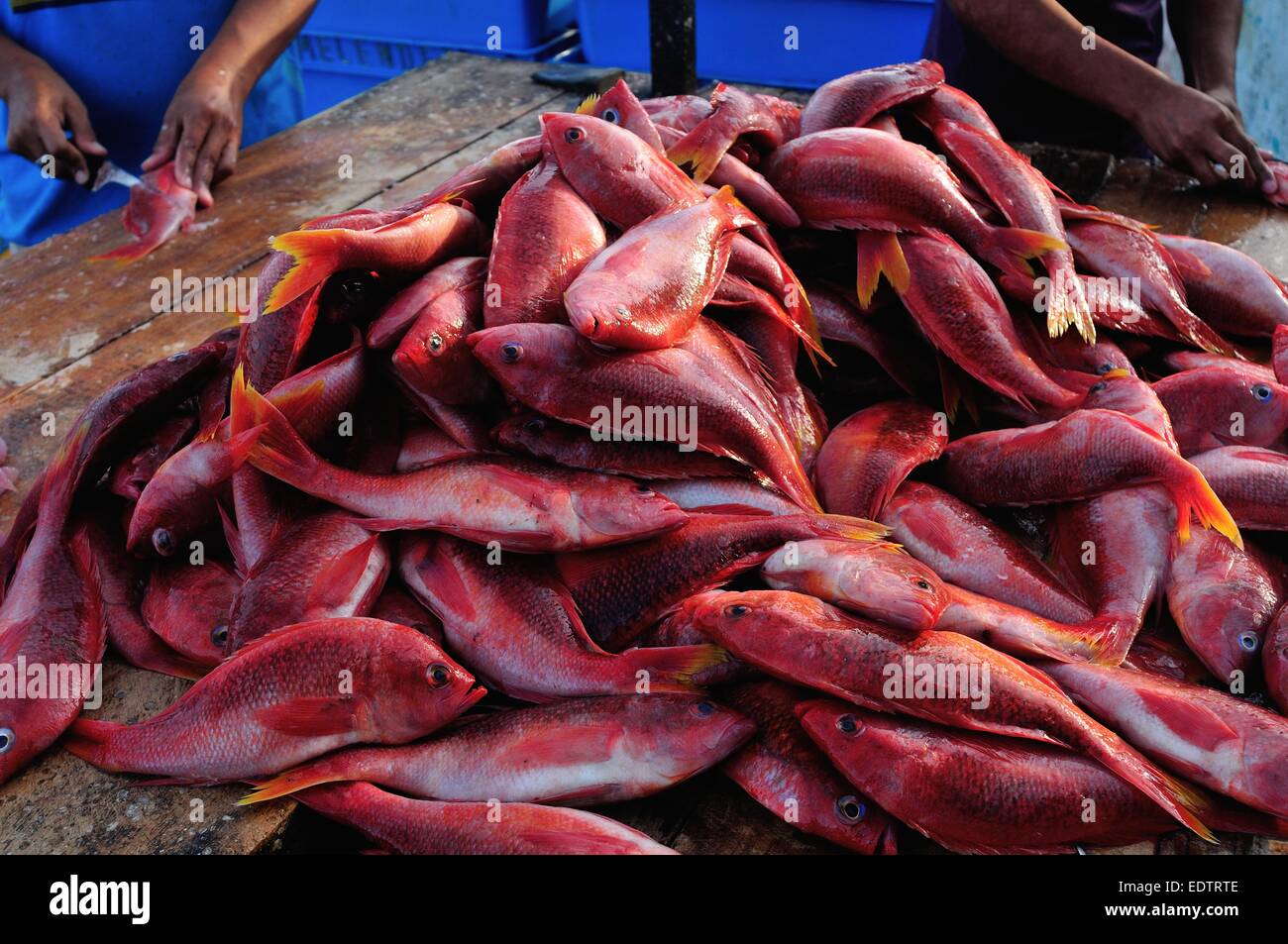 Galleta fish cleaning - Port in PUERTO PIZARRO. Department of Tumbes ...