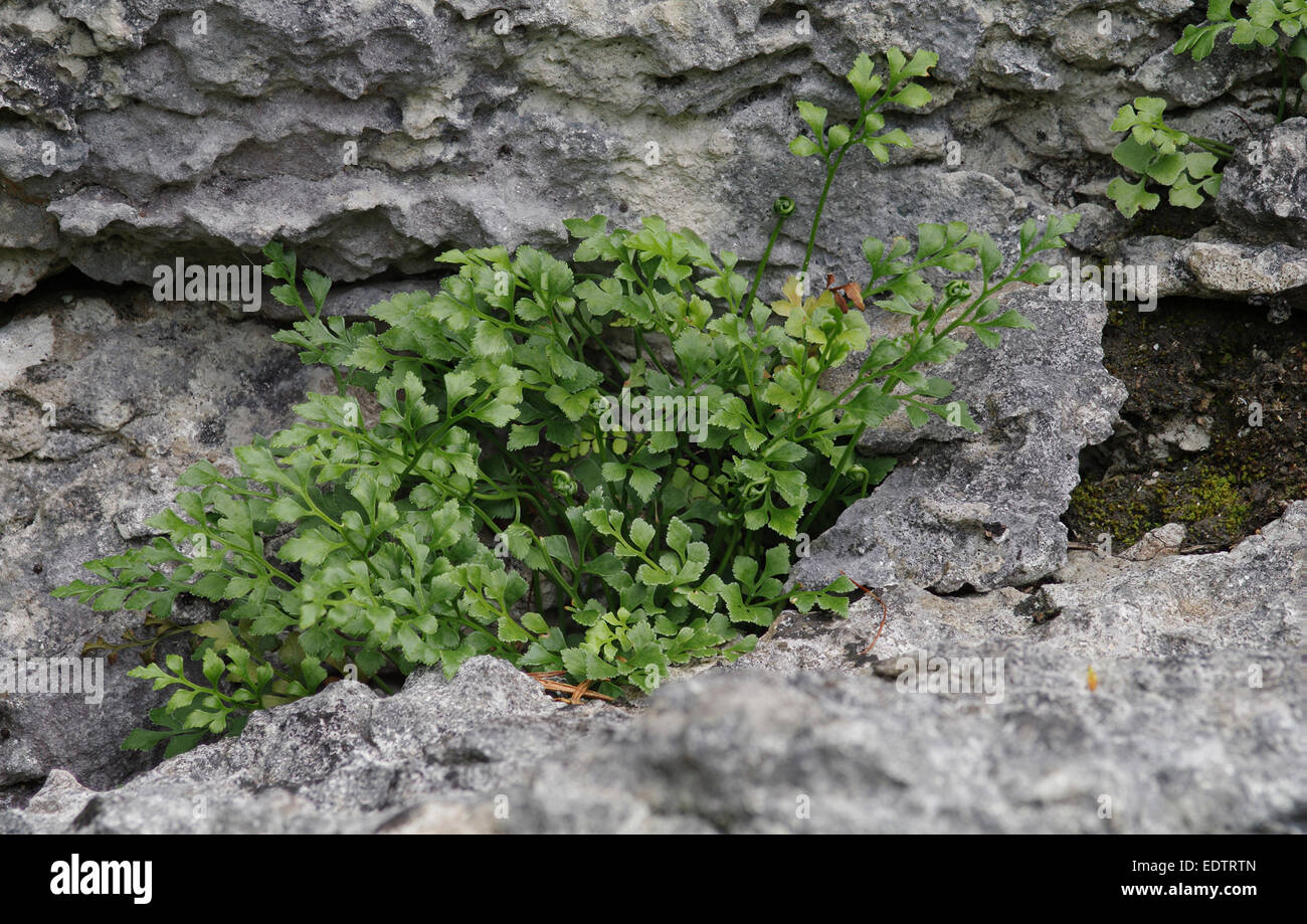 Wall Rue - Asplenium ruta-muraria Stock Photo - Alamy