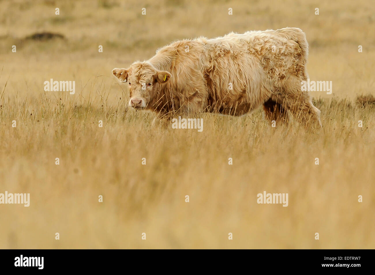 Red ruby cows hi-res stock photography and images - Alamy
