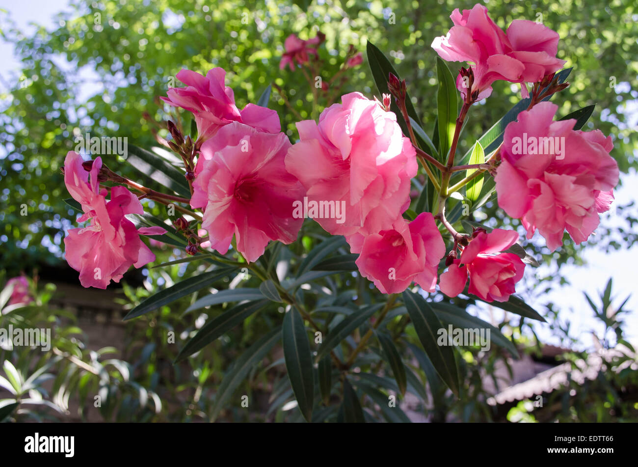 Blooming pink oleander Stock Photo - Alamy